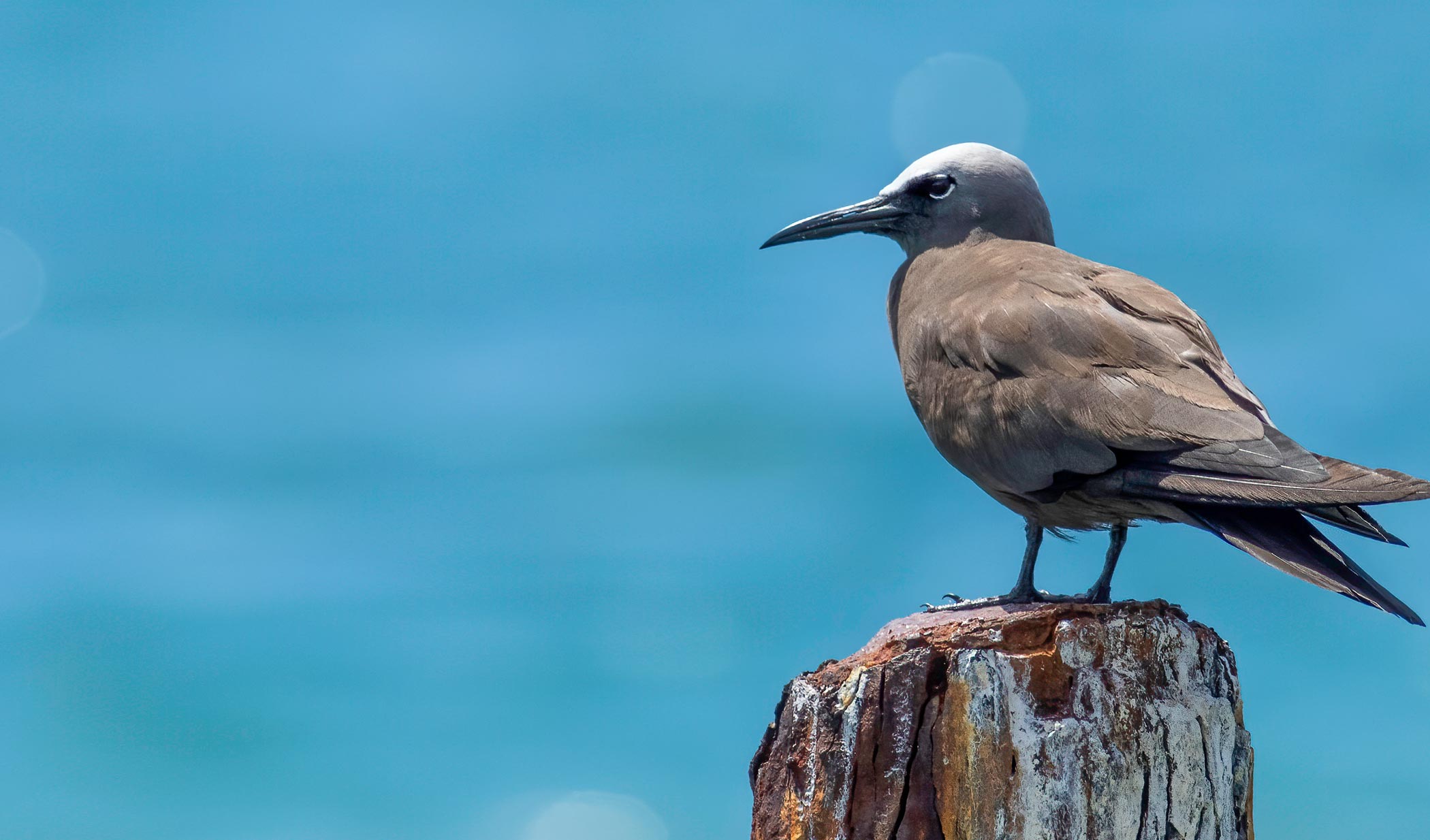 Brown Noddy | Pathtrack