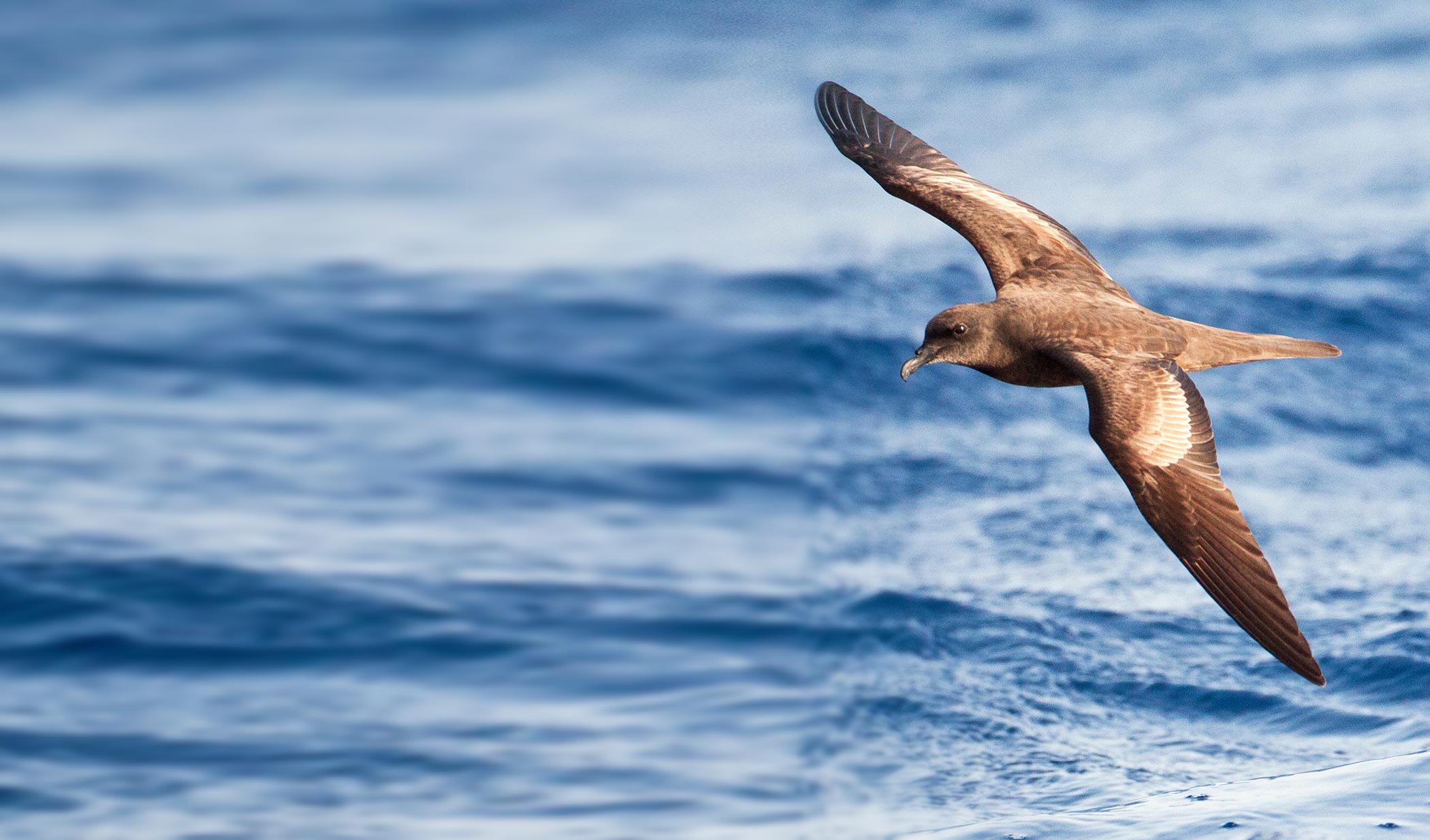 Bulwers Petrel | Pathtrack