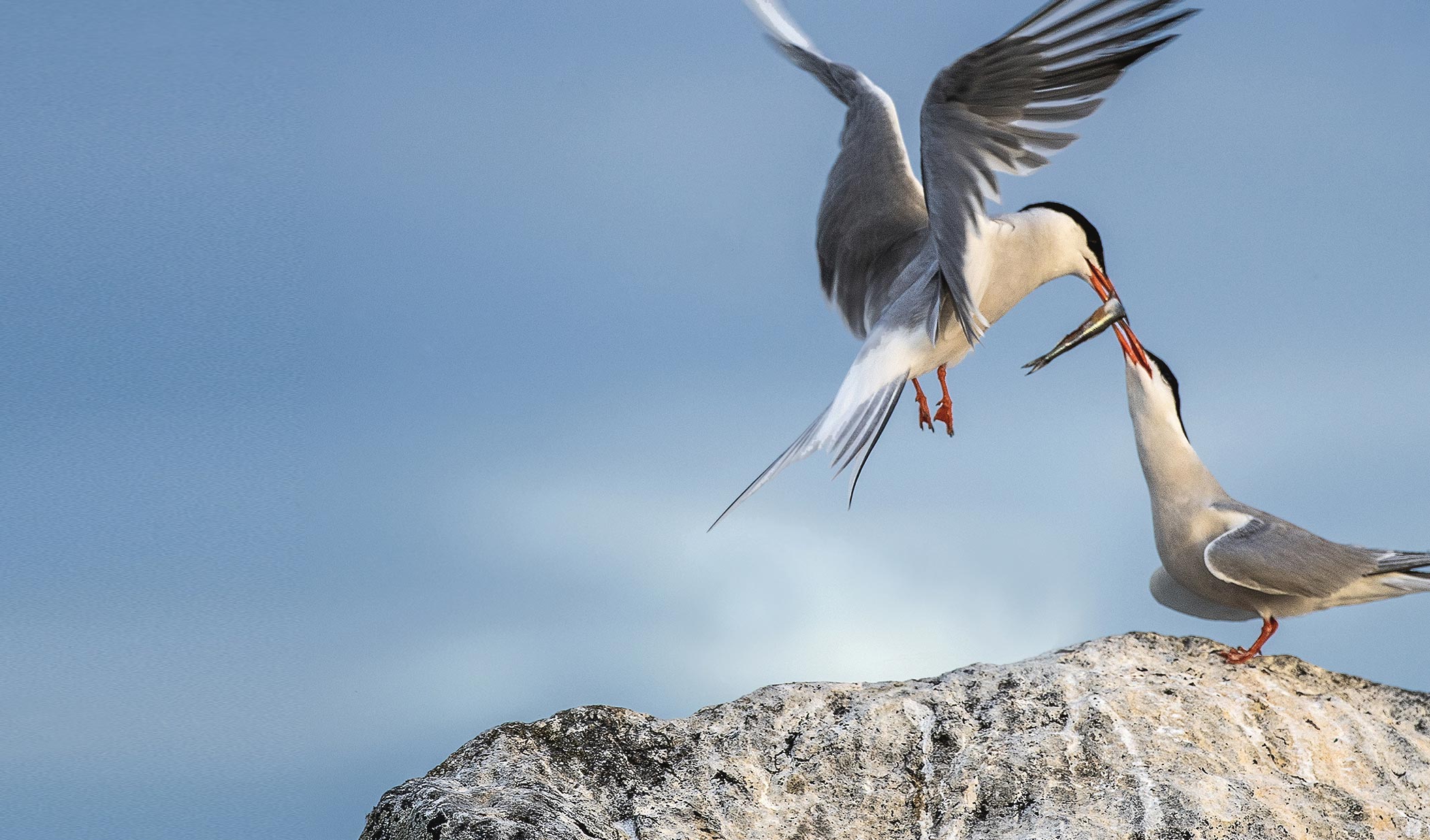 Common Tern | Pathtrack