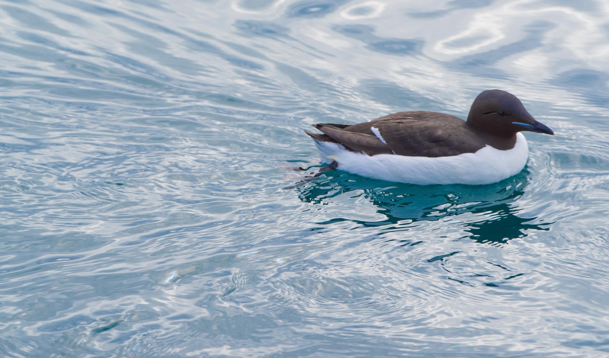 Guillemot | Pathtrack