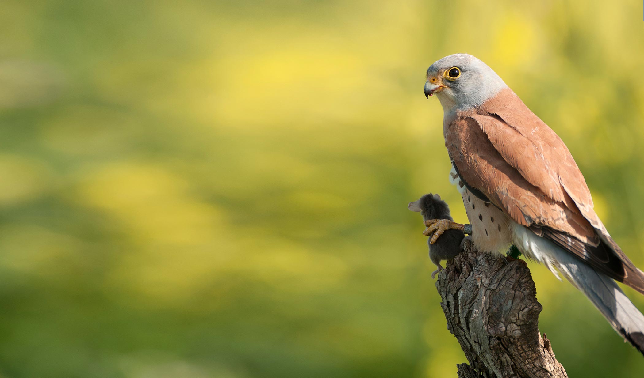 Lesser Kestrel | Pathtrack