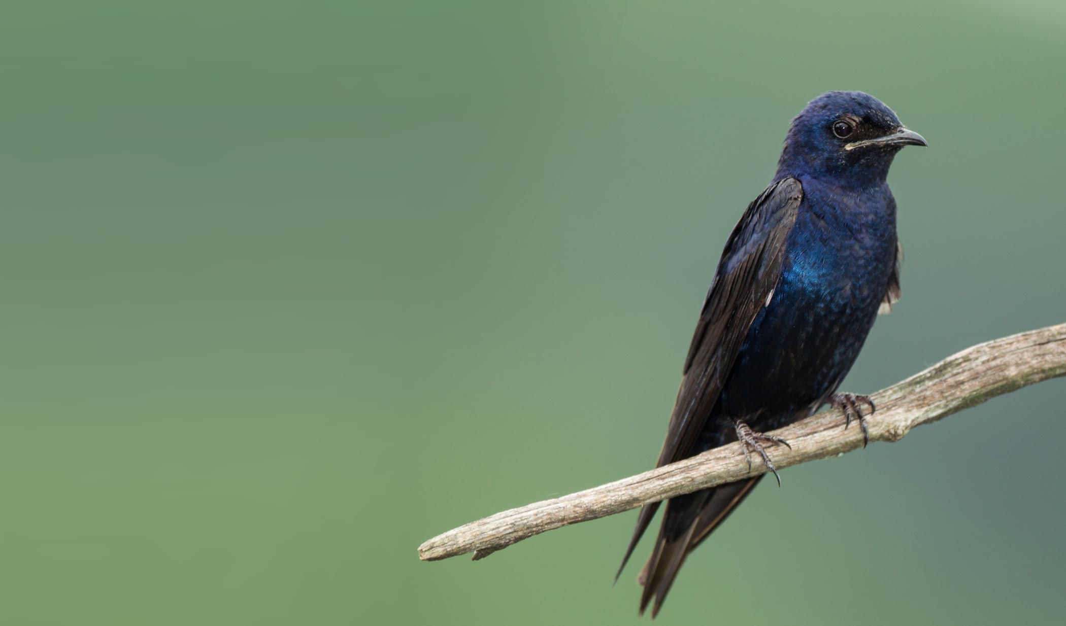 Purple Martin | Pathtrack