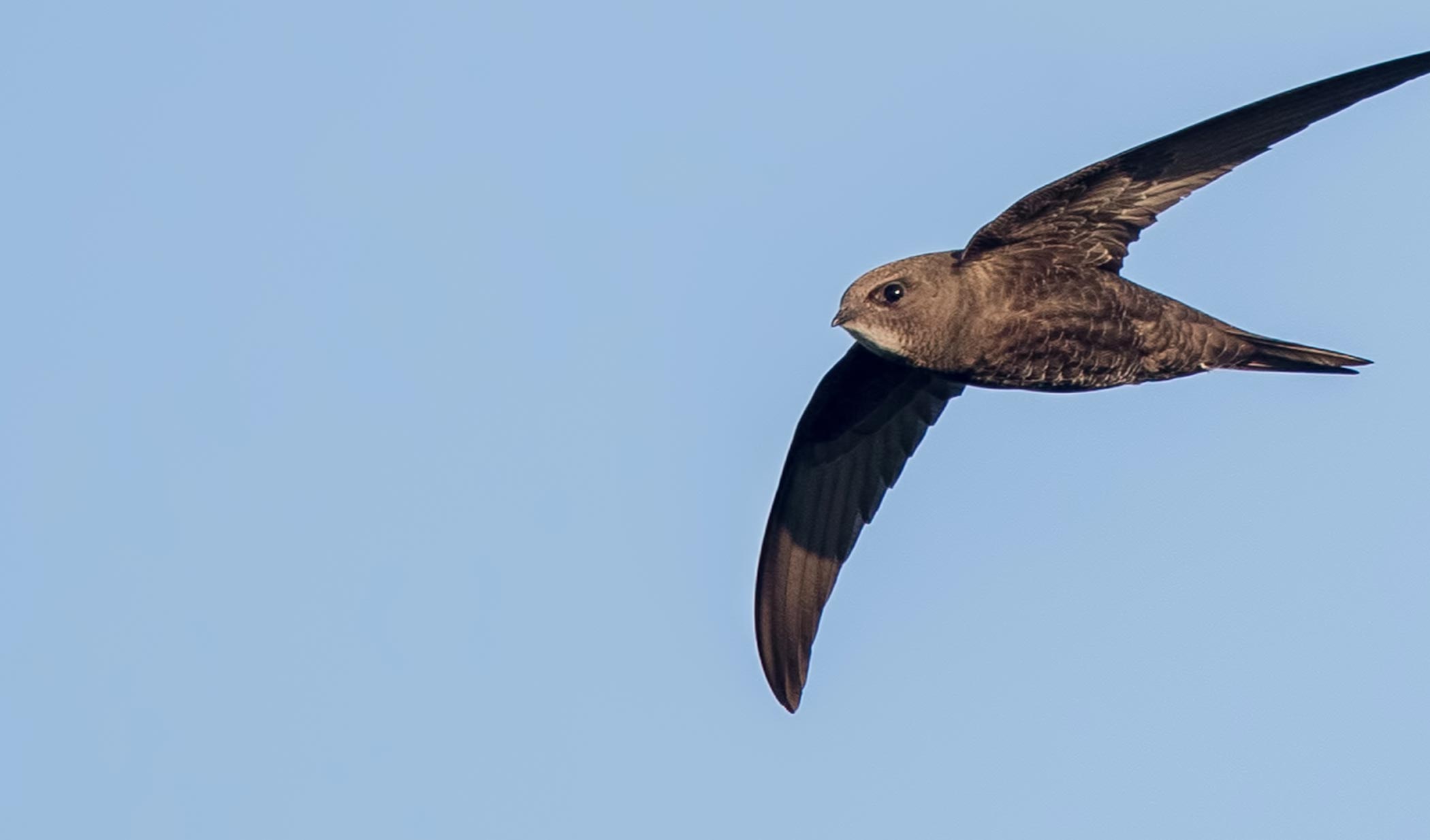Swift | Pathtrack