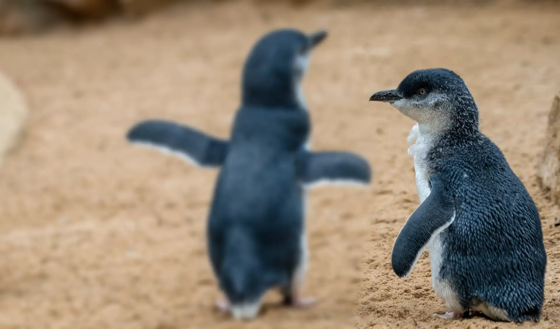 Little Penguin | Pathtrack