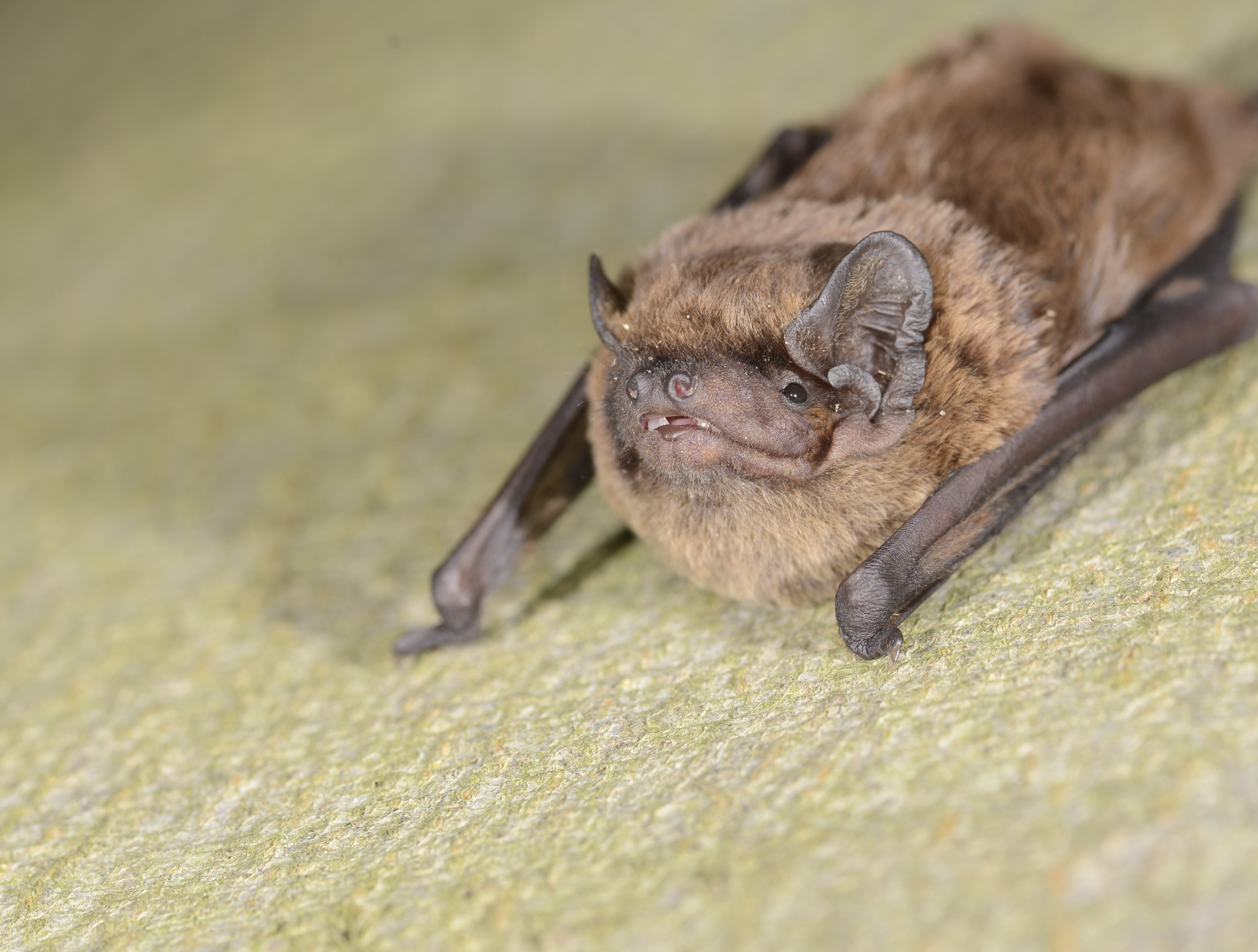 Leisler's Bat | Pathtrack