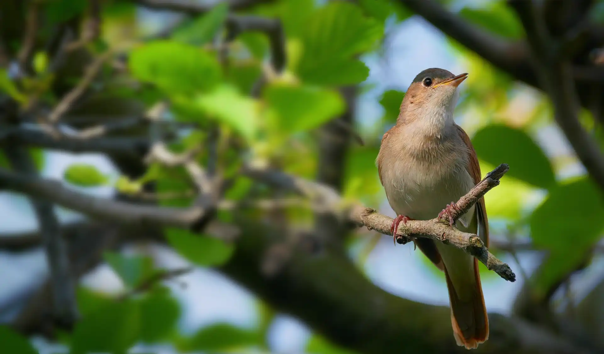 Nightingale | Pathtrack