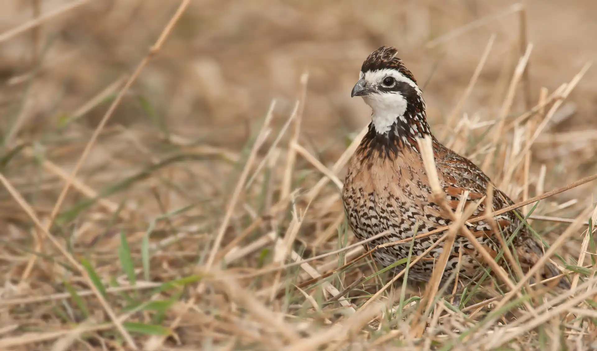 Northern Bobwhite Quail | Pathtrack
