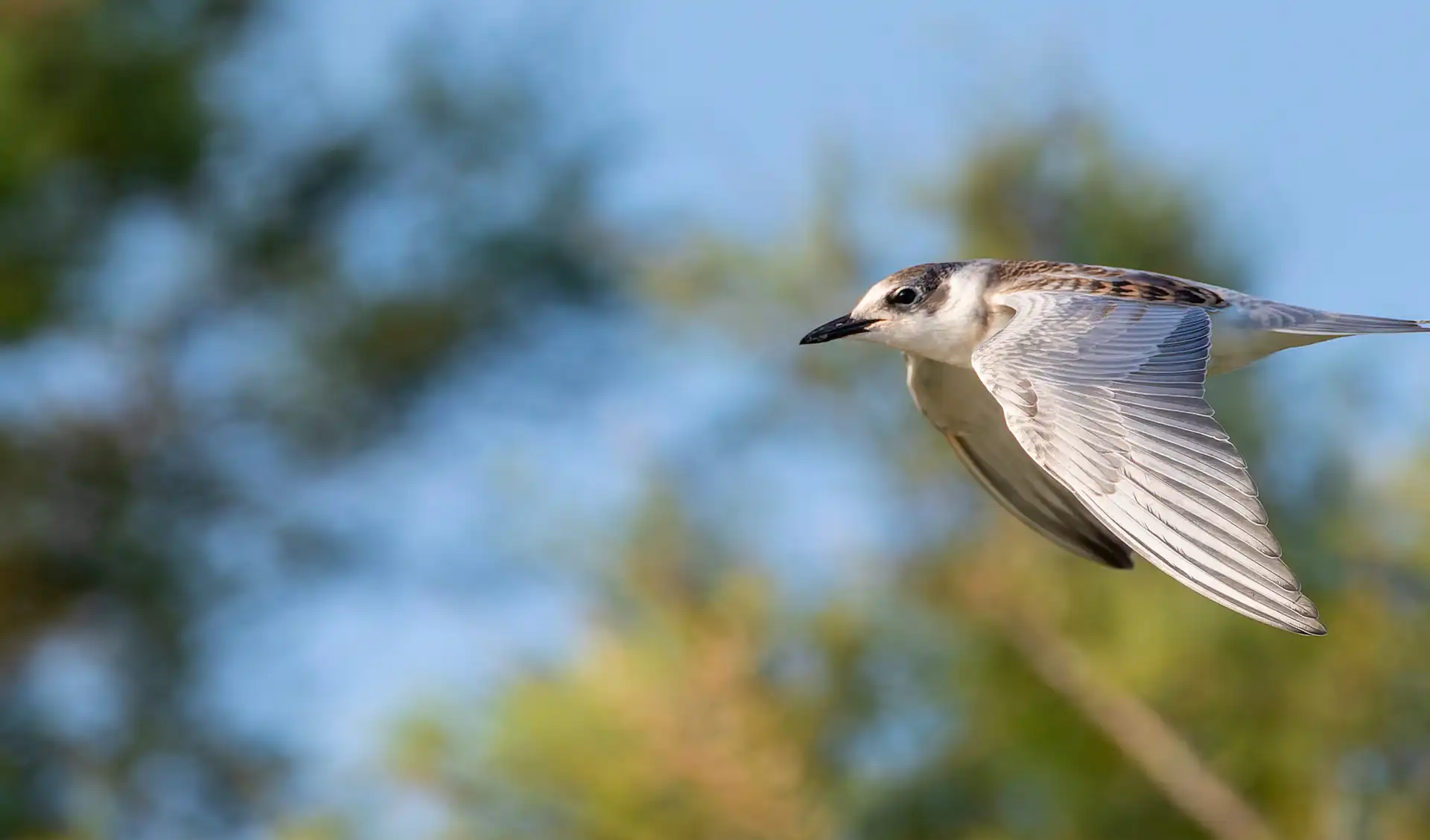 Whiskered Tern | Pathtrack